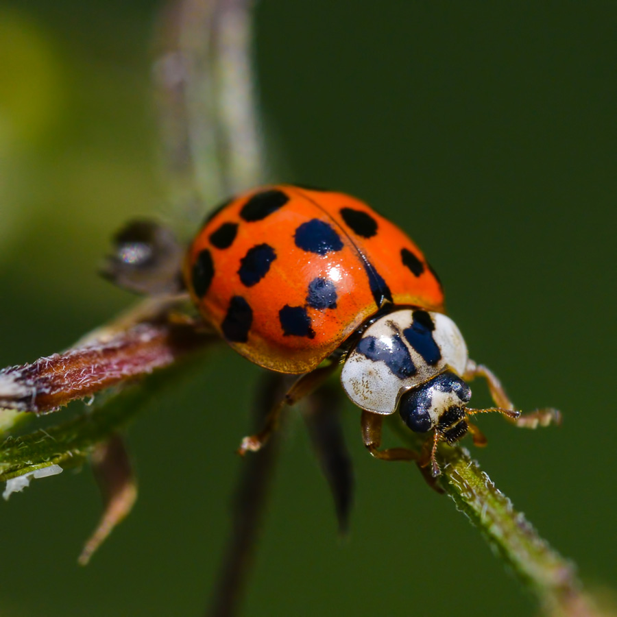 Bug Identification Photos • Brookfield, WI • BMI Pest Control Services