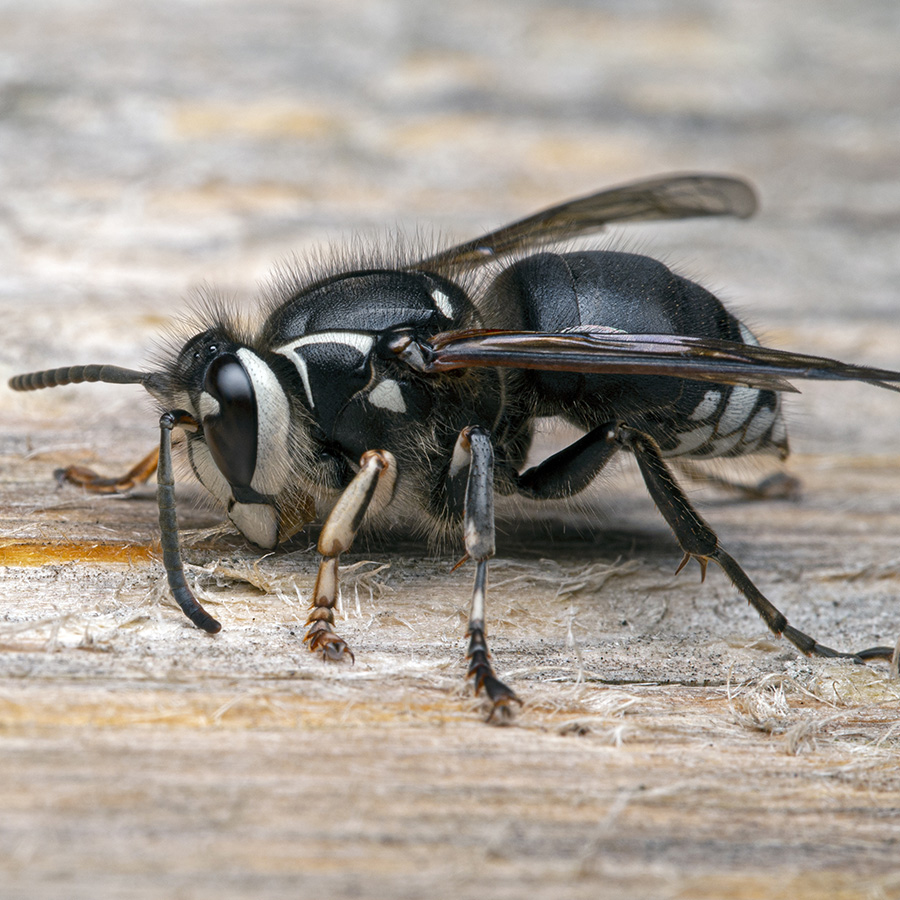 Pictures of Bees, Wasps, Hornets • BMI Pest Control Services