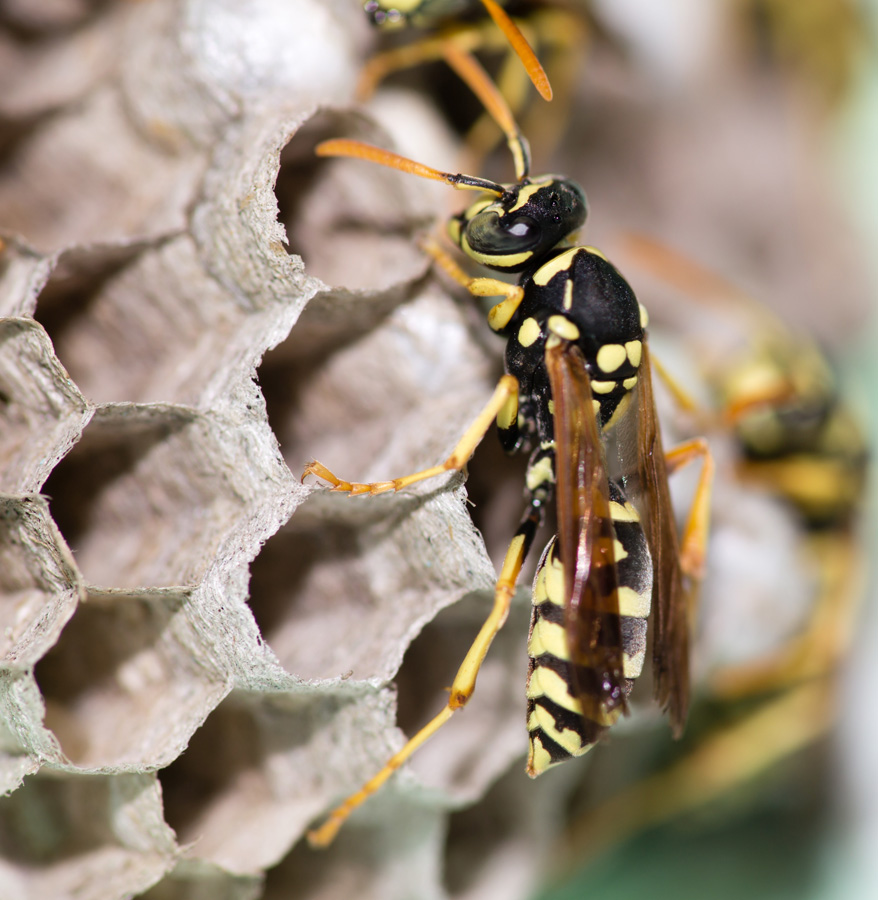 Pictures of Bees, Wasps, Hornets • BMI Pest Control Services