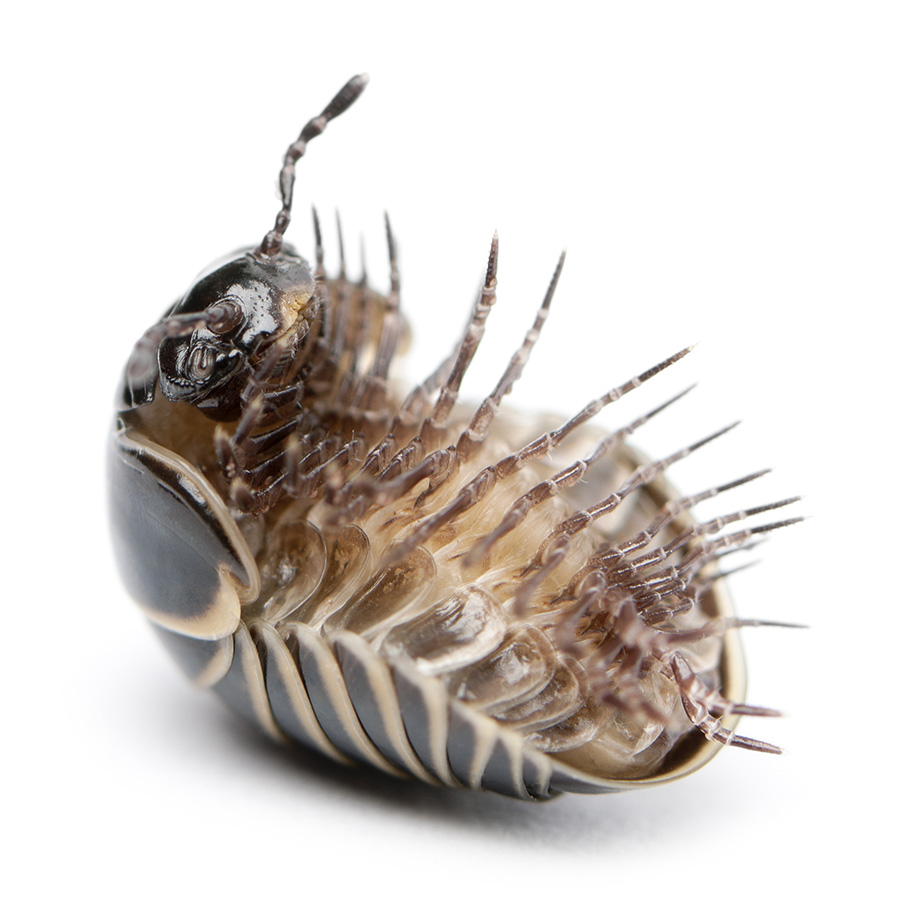 Bug Identification Photos • Brookfield, WI • BMI Pest Control Services