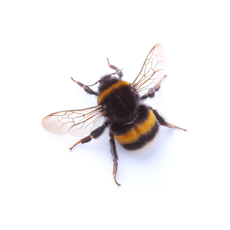 Pictures of Bees, Wasps, Hornets • BMI Pest Control Services
